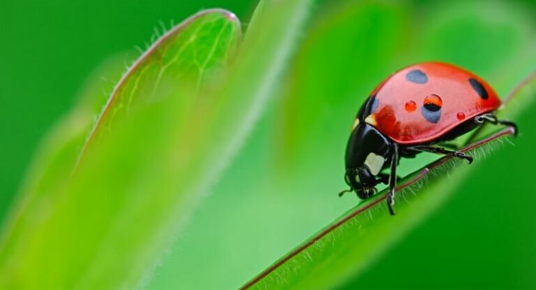 Ladybug Spiritual Meaning & Symbolism: What Does It Mean?