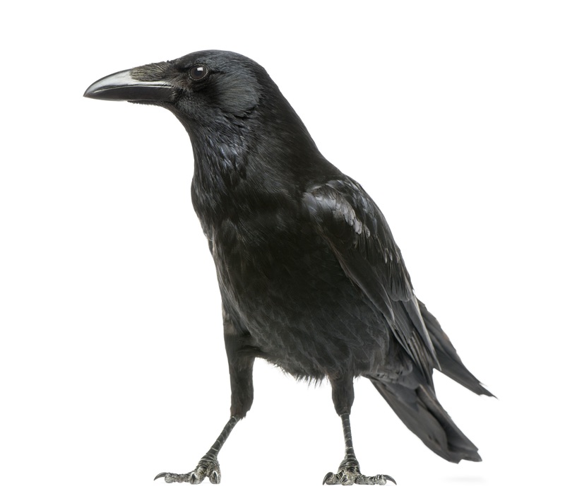 Crow Spiritual Meaning & Symbolism (New Insights)