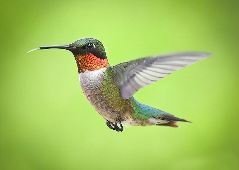 Hummingbird Spiritual Meaning & Symbolism: A Full Guide