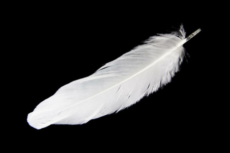 The Spiritual Meaning Of Finding A White Feather