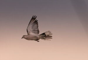 The Spiritual Meaning & Symbolism Of Doves: Full Guide