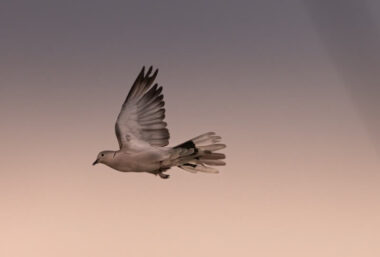 The Spiritual Meaning & Symbolism Of Doves: Full Guide