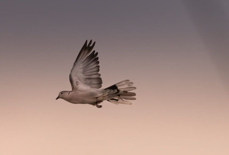 The Spiritual Meaning & Symbolism Of Doves: Full Guide