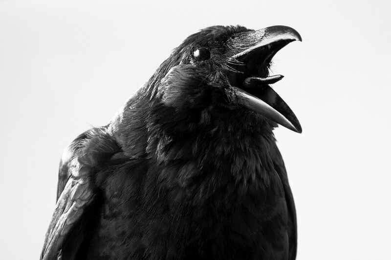 Understanding The Meaning Of Cawing Crows A Simple Guide