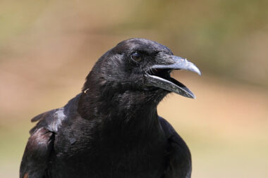 Understanding The Meaning Of Cawing Crows: A Simple Guide
