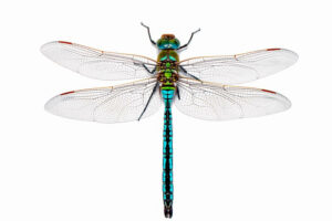 Dragonfly Spiritual Meaning & Symbolism: In-Depth Guide