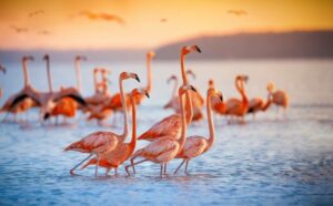 Flamingo Spiritual Meaning & Symbolism: The Full Guide