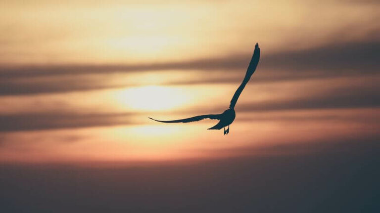 The Spiritual Meaning Of Birds Flying In Front Of You