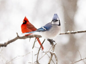 The Symbolism & Spiritual Meaning Of Frogs: Full Guide