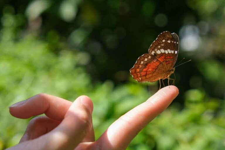 What Does It Really Mean When A Butterfly Lands On You?