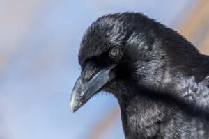 Number Of Crows Meaning: Powerful Signs You Can't Ignore