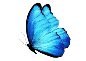 Blue Butterfly Spiritual Meaning & Symbolism: Full Guide