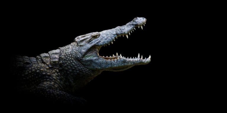 19 Animals That Represent Strength: Complete List
