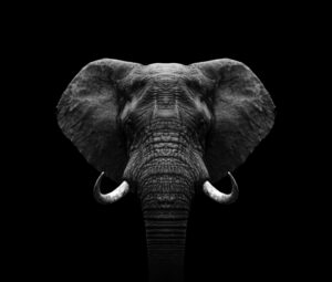 19 Animals That Represent Strength: Complete List