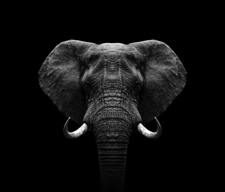 19 Animals That Represent Strength: Complete List