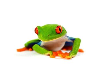 The Symbolism & Spiritual Meaning Of Frogs: Full Guide