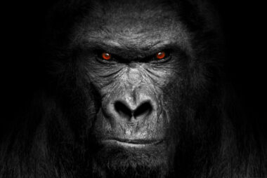 19 Animals That Represent Strength: Complete List