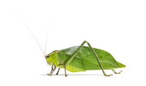 Katydid Spiritual Meaning & Symbolism: Complete Guide