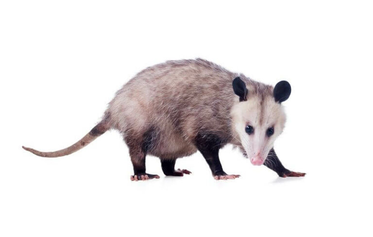Possum Spiritual Meaning & Symbolism: The Full Guide