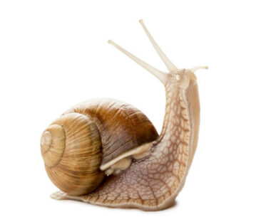 Snail Spiritual Meaning & Symbolism: The Complete Guide