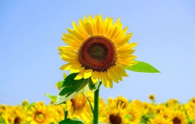 The Spiritual Meaning & Symbolism Of Sunflowers