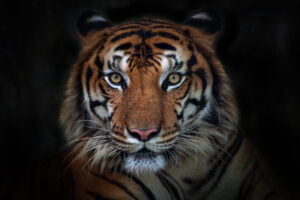 19 Animals That Represent Strength: Complete List