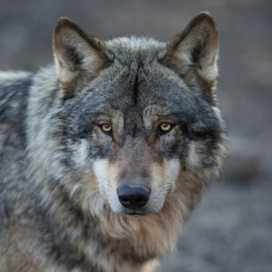 19 Animals That Represent Strength: Complete List