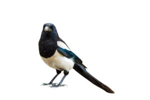 Magpie Spiritual Meaning & Symbolism: The Full Guide