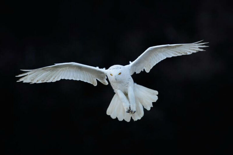 The Symbolism & Spiritual Meaning Of White Birds