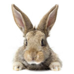 Red Bird Spiritual Meaning & Symbolism: The Full Guide