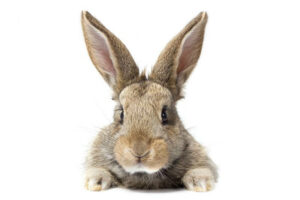 Rabbit Spiritual Meaning & Symbolism: The Complete Guide