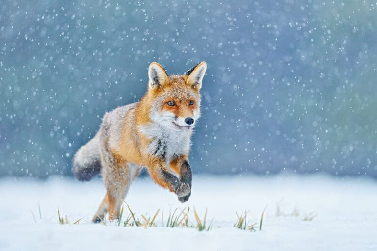 Fox Spiritual Meaning & Symbolism: An In-Depth Guide