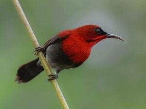 Red Robin Spiritual Meaning & Symbolism: The Full Guide