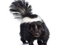 Blue Candles: Meaning, Benefits & How To Use Them