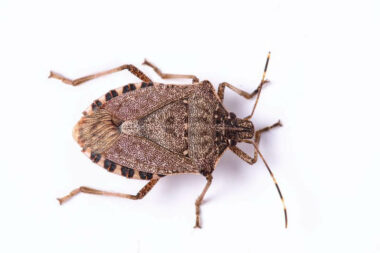 The Symbolism & Spiritual Meaning Of Stink Bugs