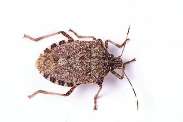 The Symbolism & Spiritual Meaning Of Stink Bugs