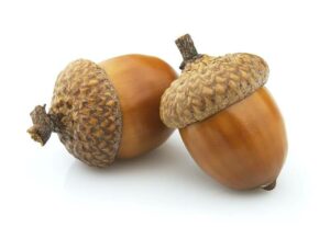 The Symbolism & Spiritual Meaning Of Acorns: Full Guide