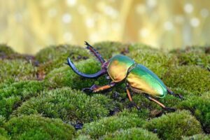 The Symbolism & Spiritual Meaning Of Beetles: Full Guide