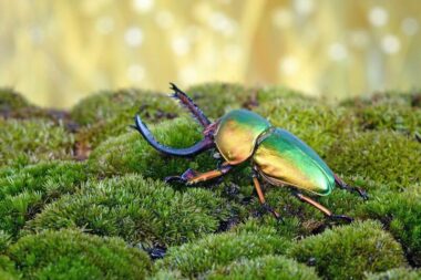 The Symbolism & Spiritual Meaning Of Beetles: Full Guide
