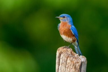 Bluebird Spiritual Meaning & Symbolism: A Complete Guide