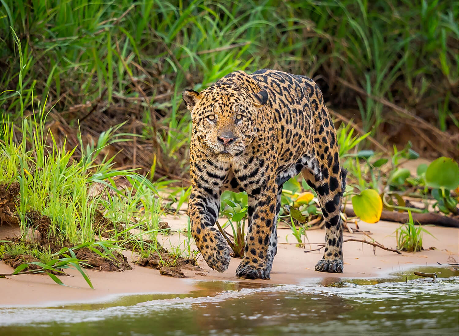 The Spiritual Meaning & Symbolism Of Jaguars: Full Guide