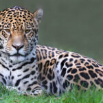 The Spiritual Meaning & Symbolism Of Jaguars: Full Guide