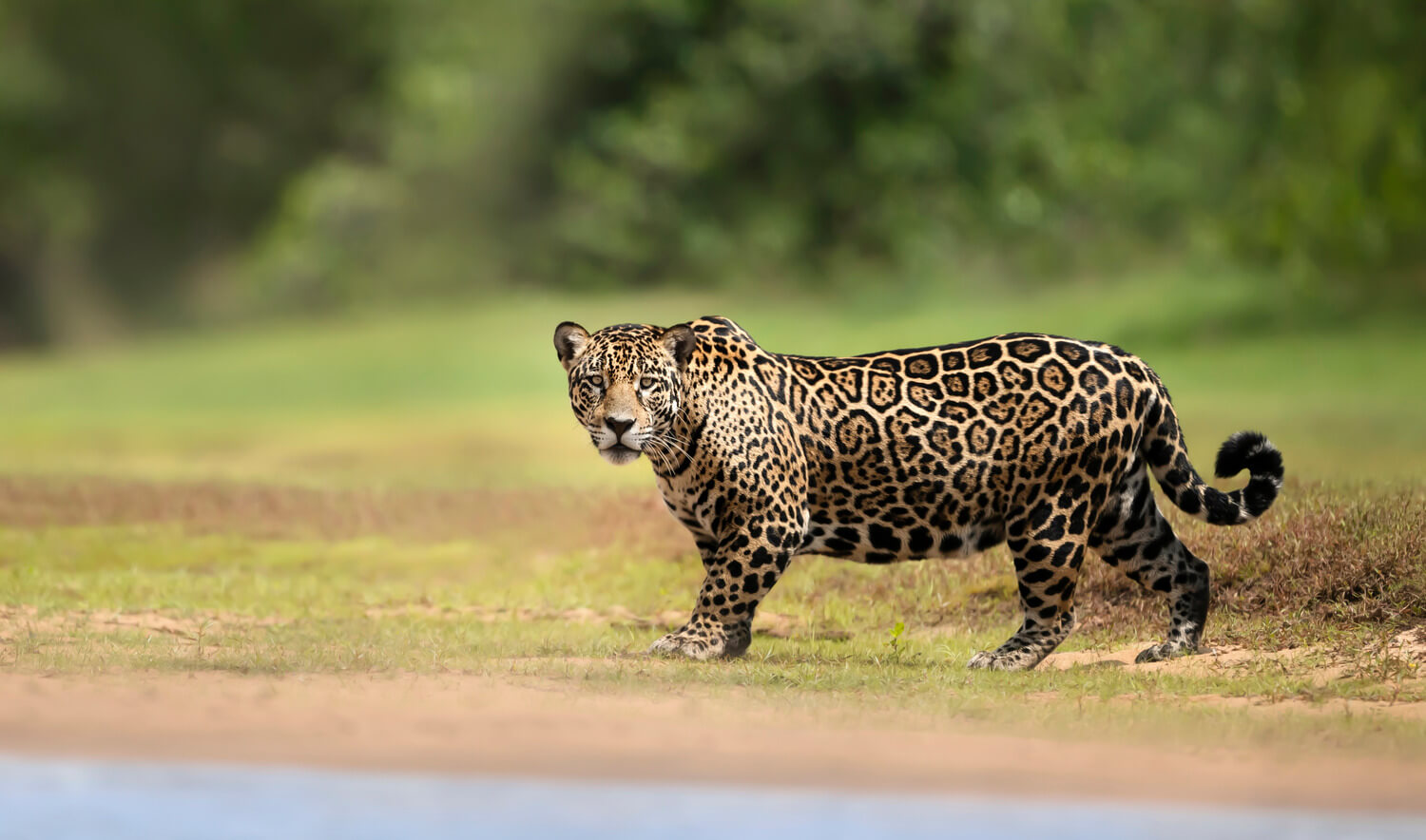 The Spiritual Meaning & Symbolism Of Jaguars: Full Guide