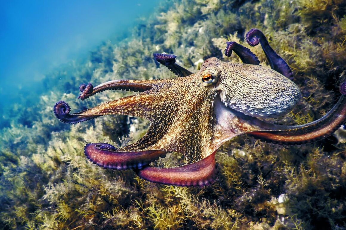 The Spiritual Meaning & Symbolism Of The Octopus