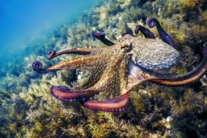 The Spiritual Meaning & Symbolism Of The Octopus