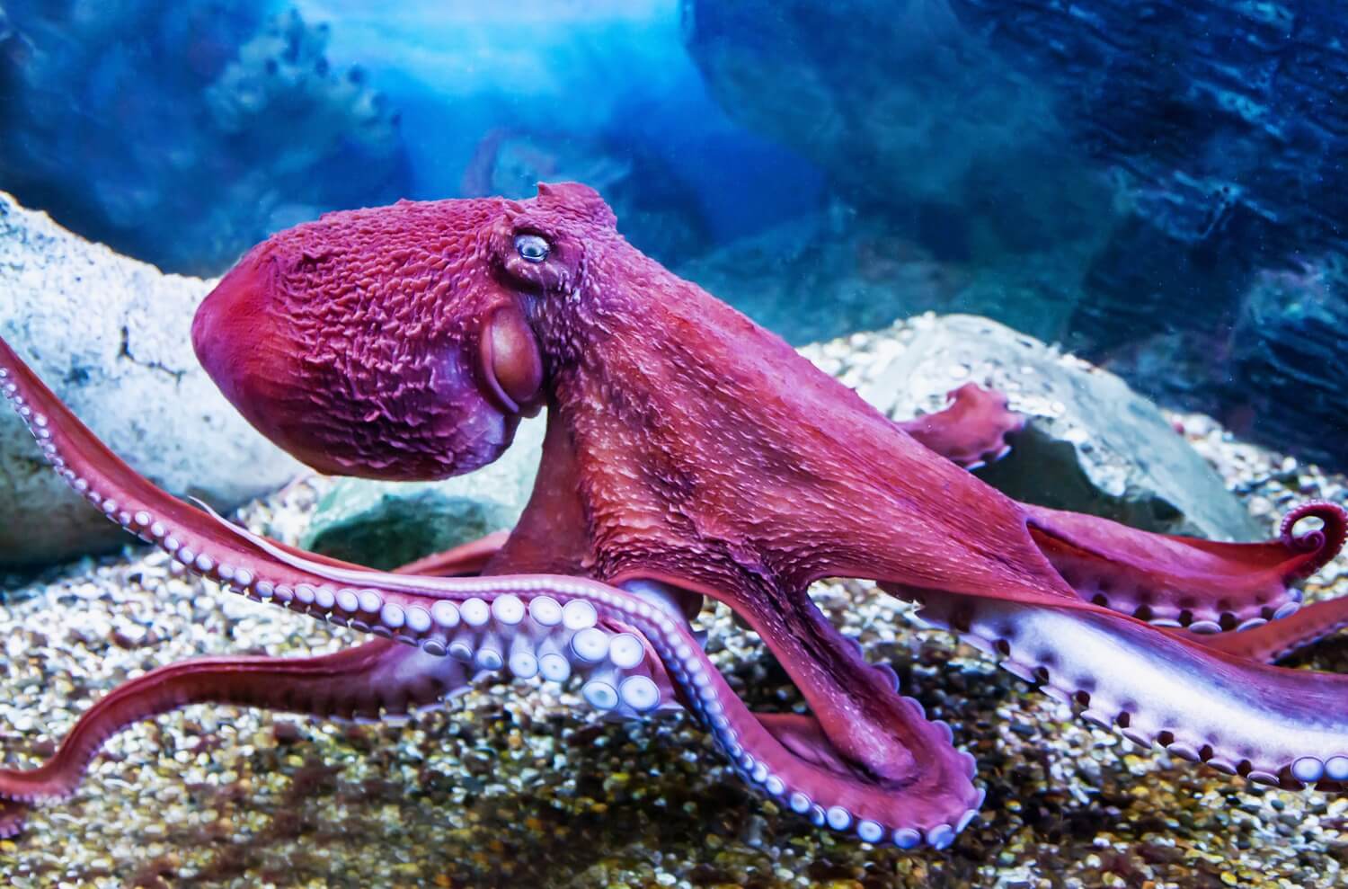 The Spiritual Meaning & Symbolism Of The Octopus
