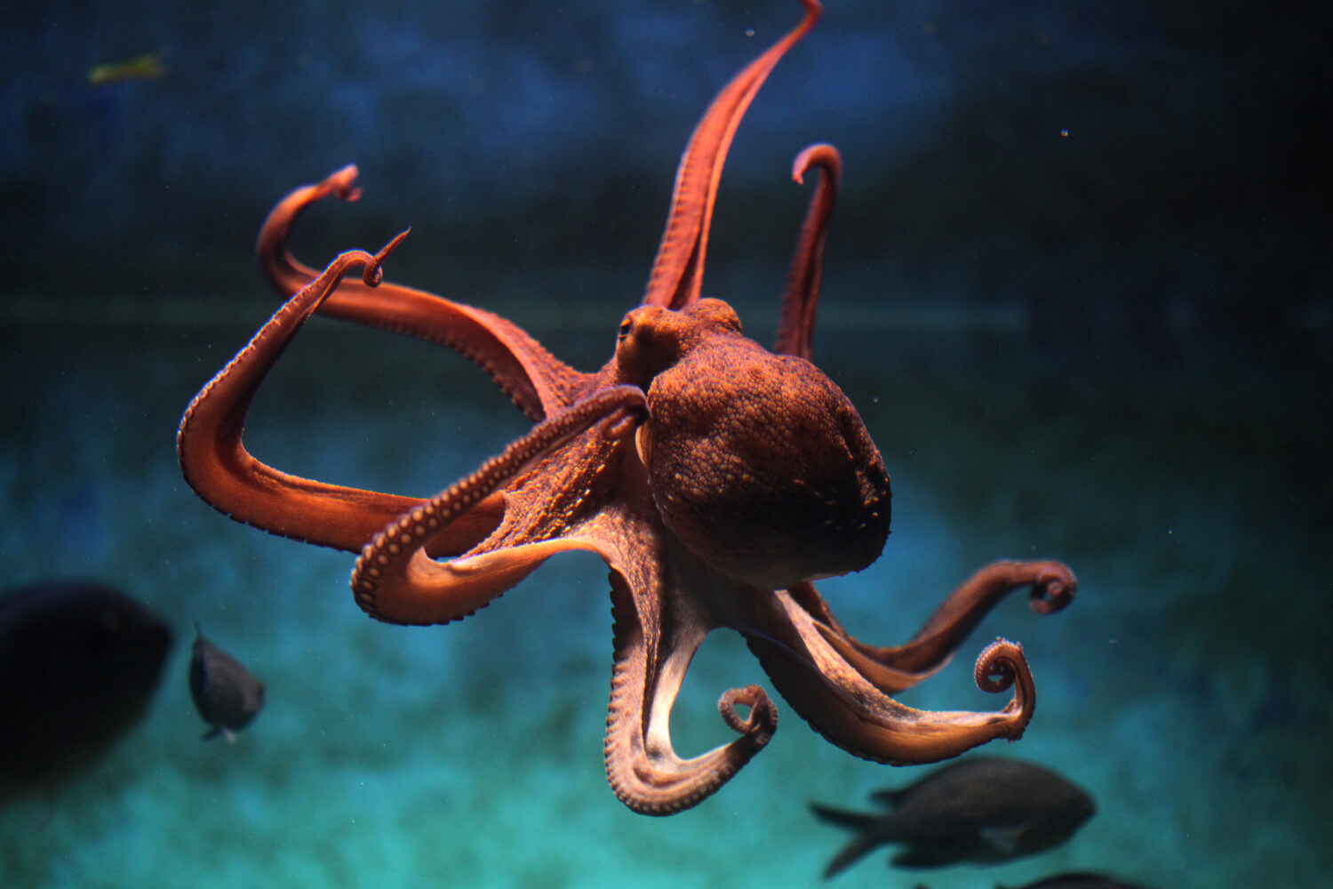 The Spiritual Meaning & Symbolism Of The Octopus