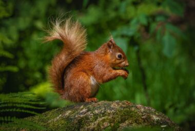 The Unique Spiritual Meaning & Symbolism Of Squirrels