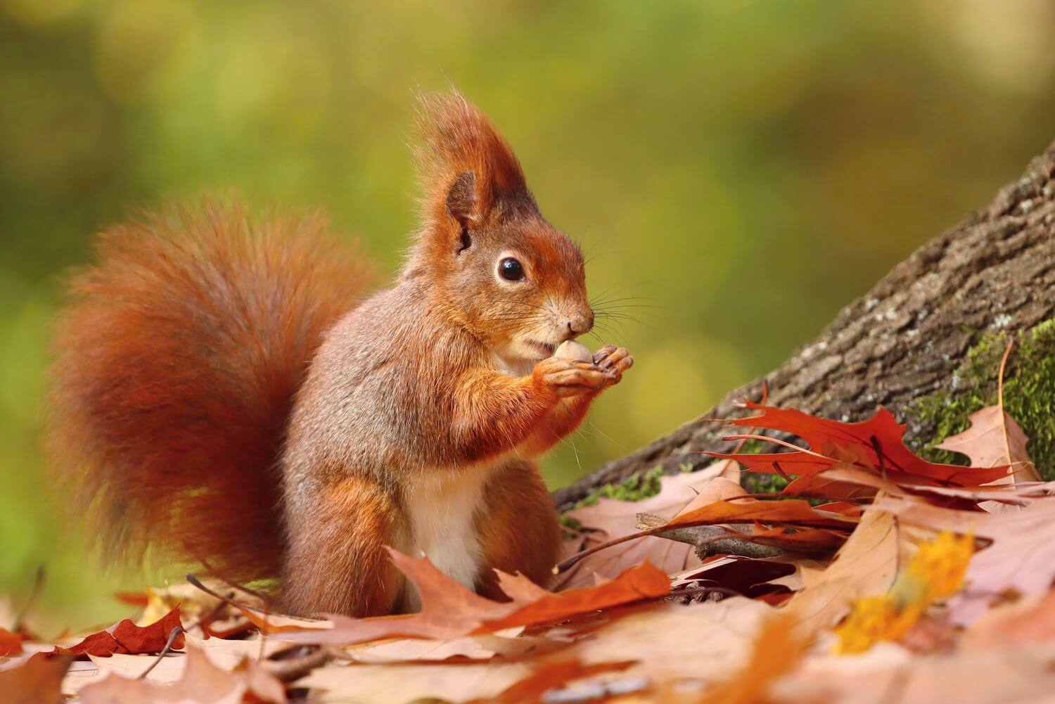 The Unique Spiritual Meaning & Symbolism Of Squirrels