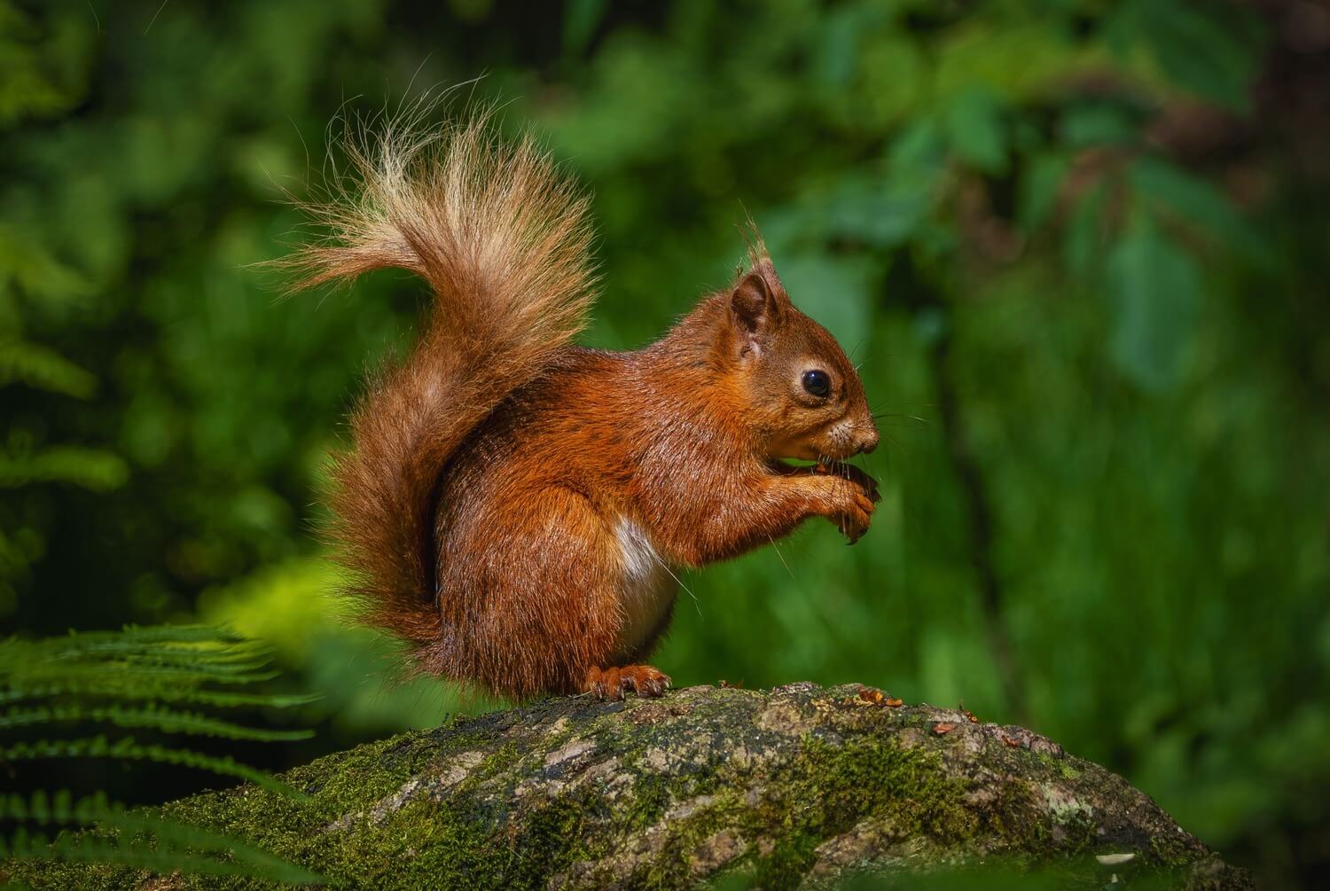 The Unique Spiritual Meaning & Symbolism Of Squirrels